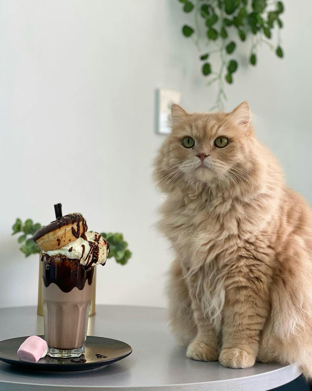 6 Purrfect Cat Cafes Around New Zealand To Get Your Feline Fix | URBAN ...