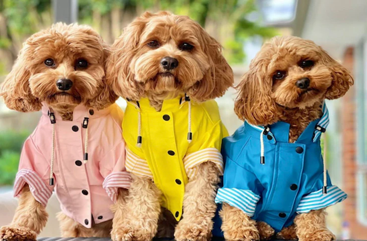 The Paw Co | URBAN LIST GLOBAL