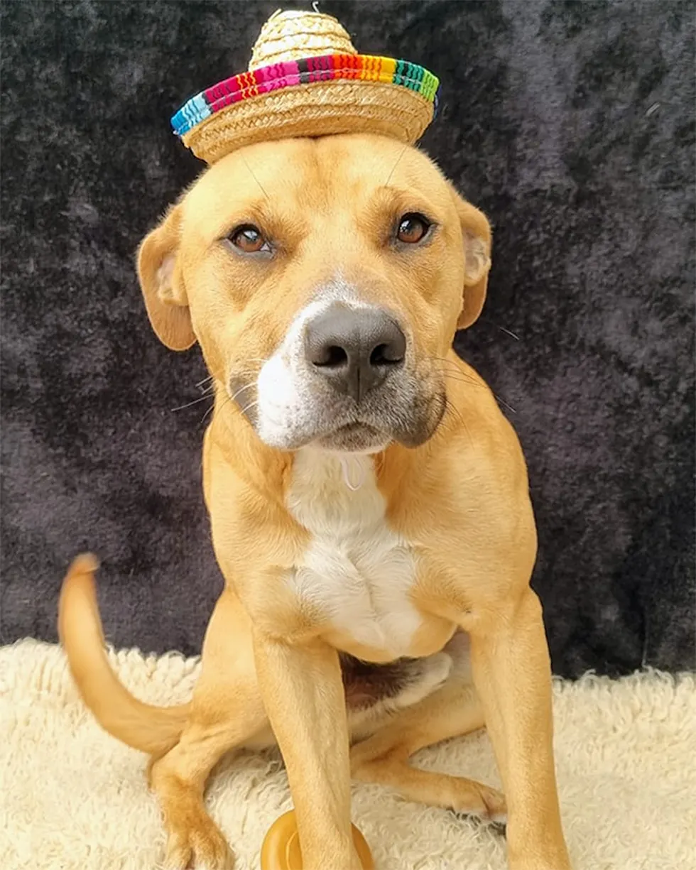 Where To Adopt A Dog In Auckland | URBAN LIST AUCKLAND