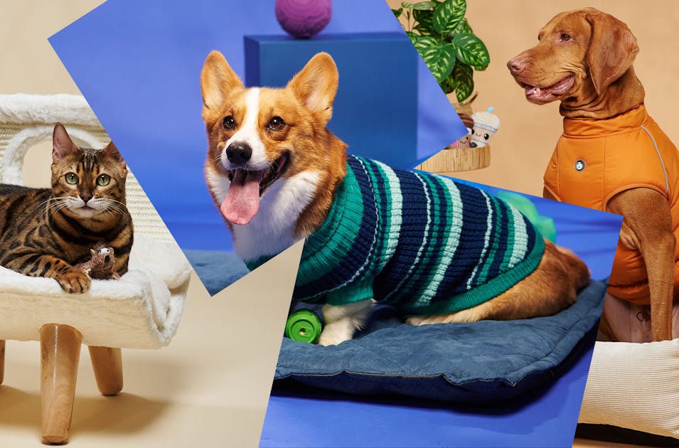 Shop The Coolest And Cosiest Colour Trends For Your Furry Friends ...