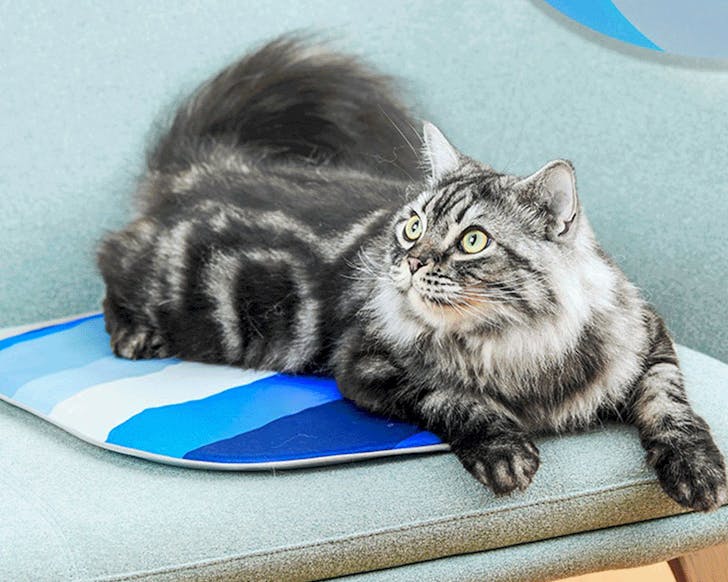 Summer Essentials For Pets | URBAN LIST GLOBAL