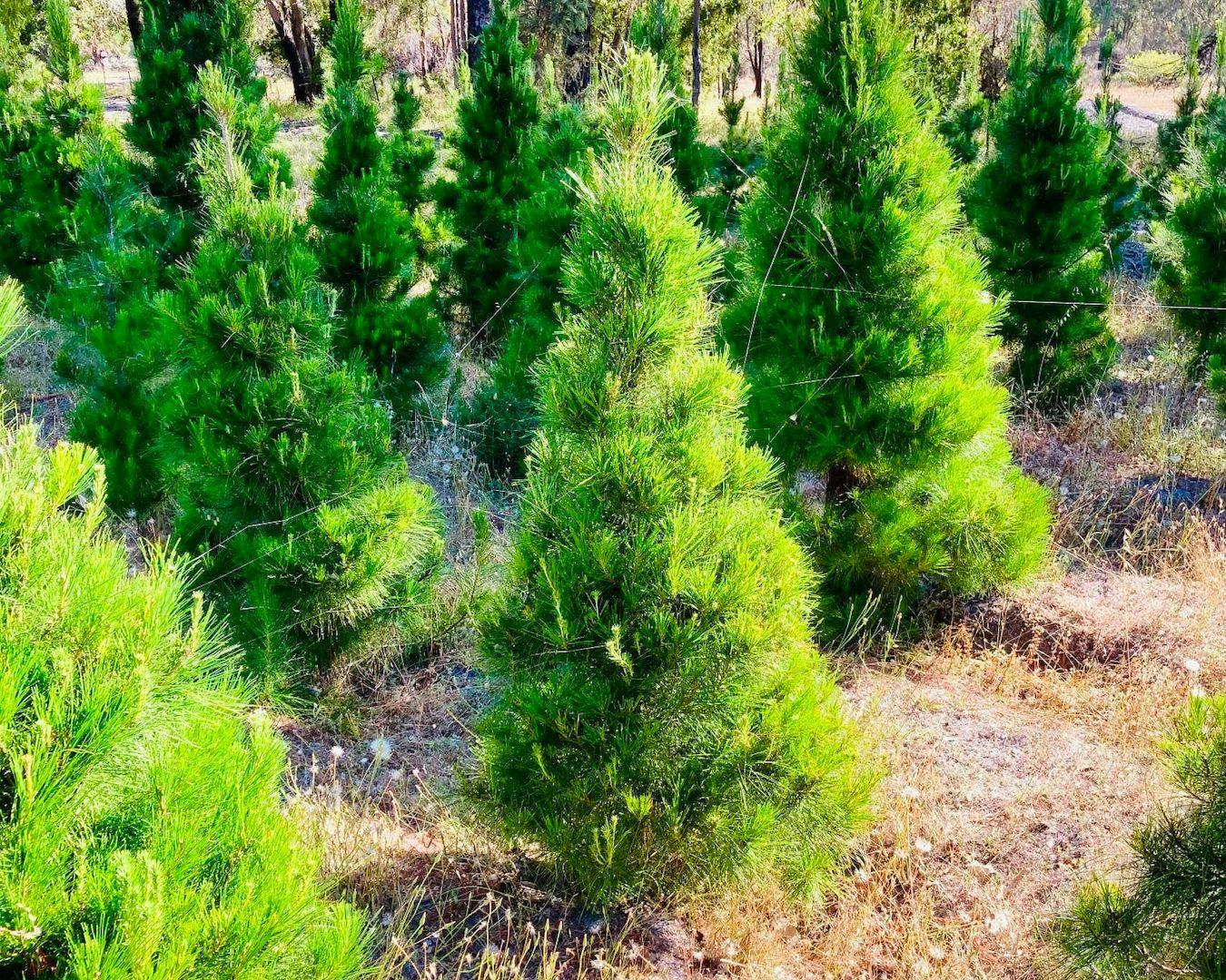 Where To Buy Real Christmas Trees In Perth | URBAN LIST PERTH