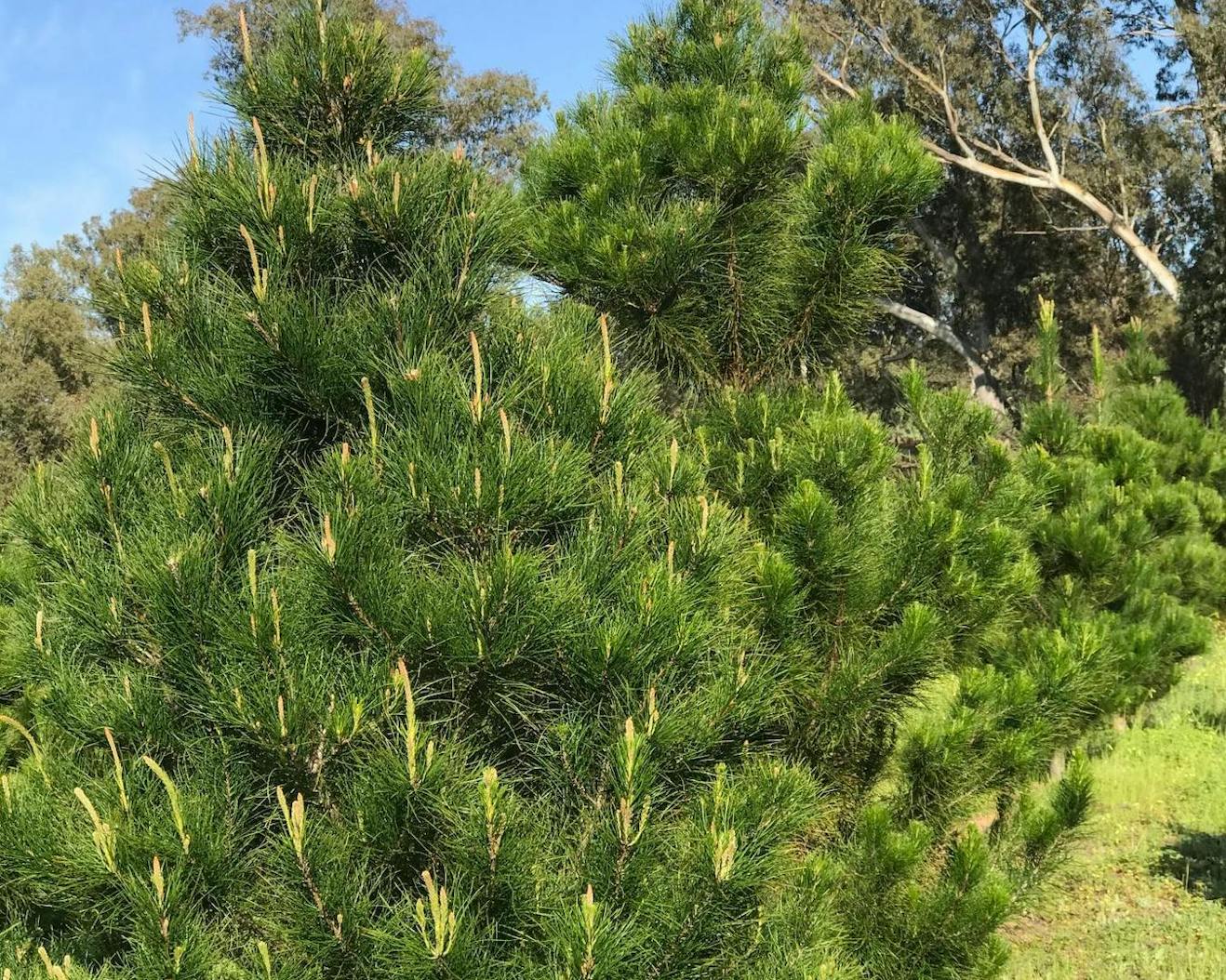 Where To Buy Real Christmas Trees In Perth | URBAN LIST PERTH