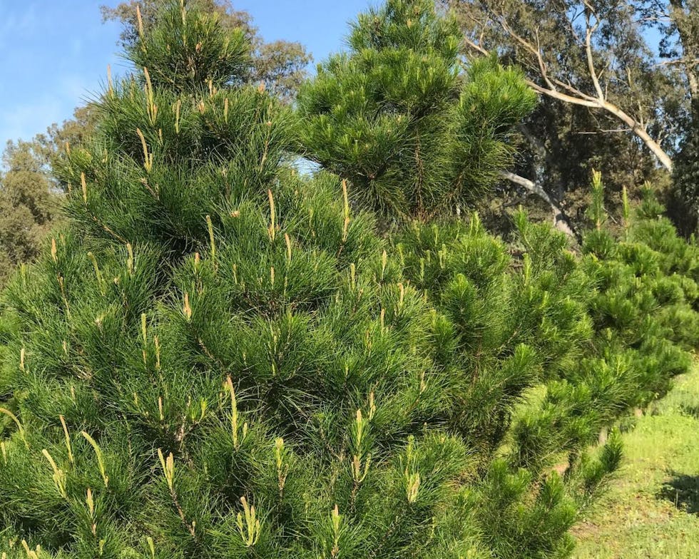 Where To Buy Real Christmas Trees In Perth | URBAN LIST PERTH
