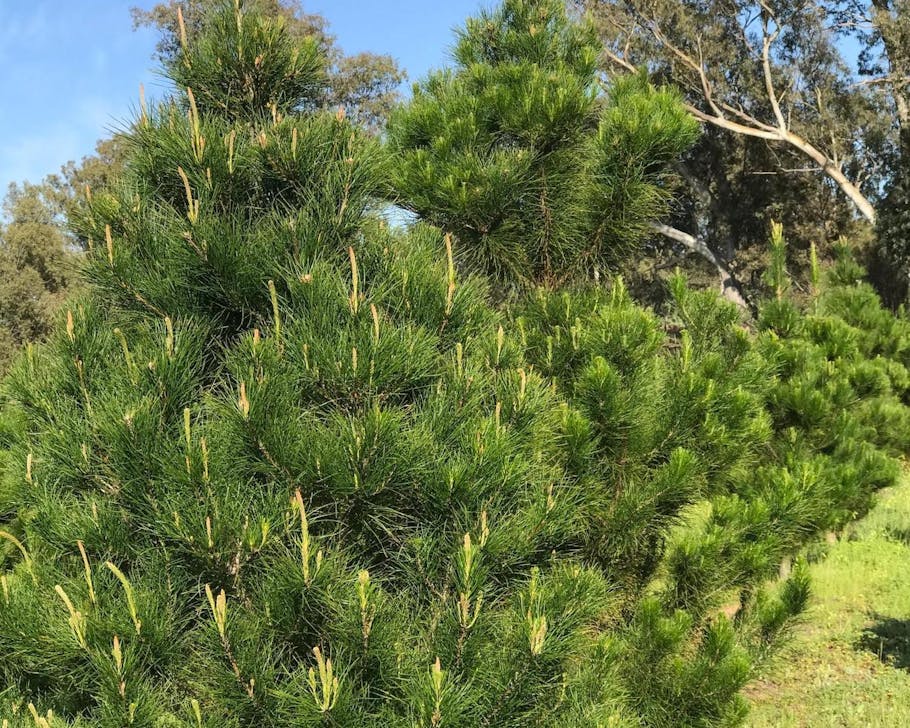 Where To Buy Real Christmas Trees In Perth | URBAN LIST PERTH