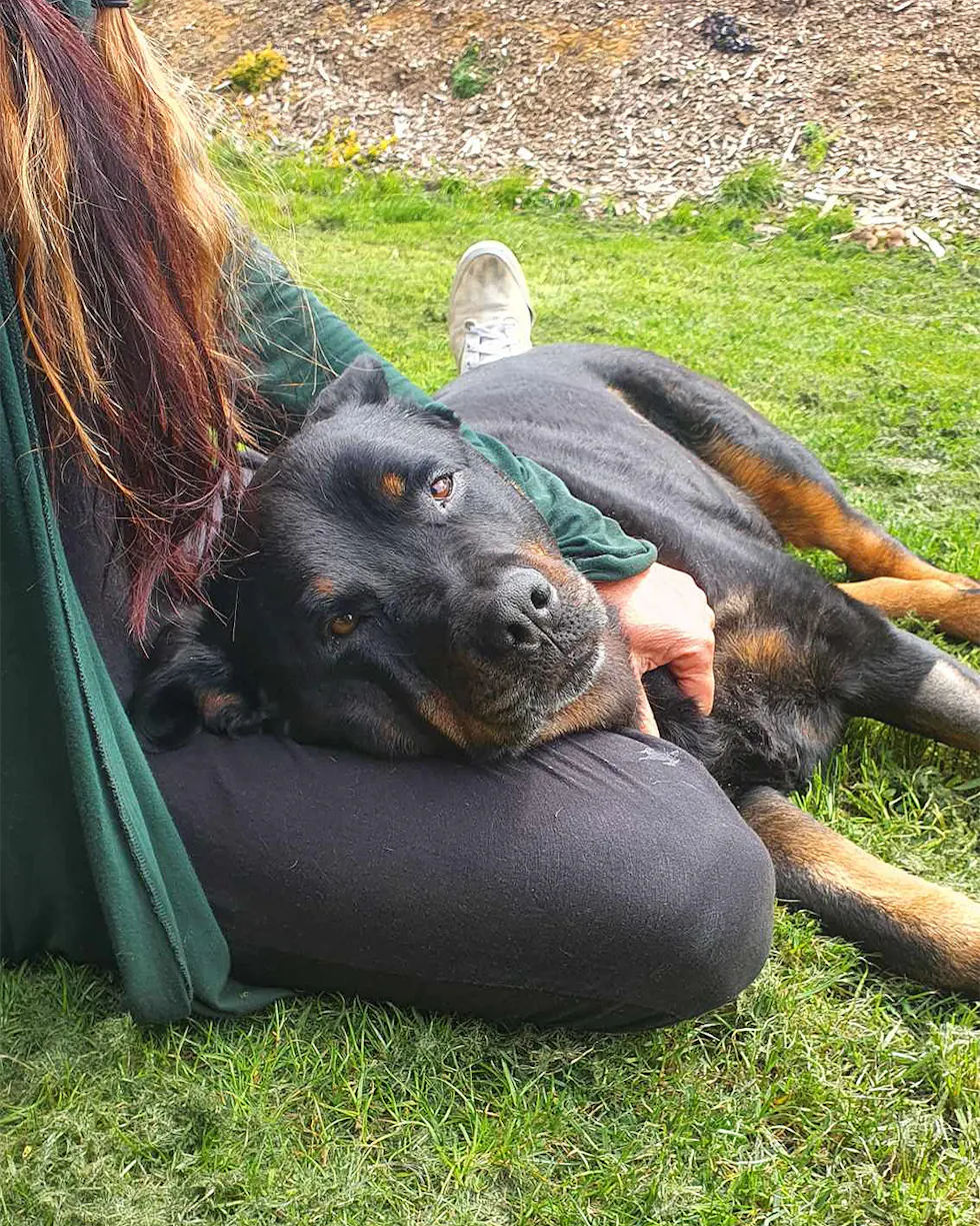Where To Adopt A Dog In Auckland | URBAN LIST AUCKLAND