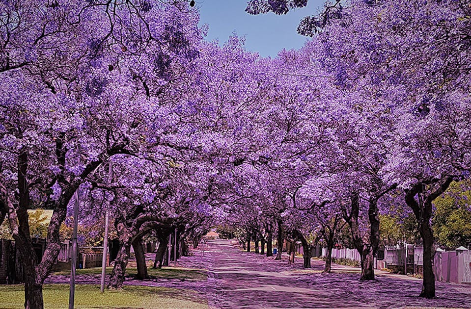 6 Of Perth’s Most Beautiful Jacaranda Walks | URBAN LIST PERTH