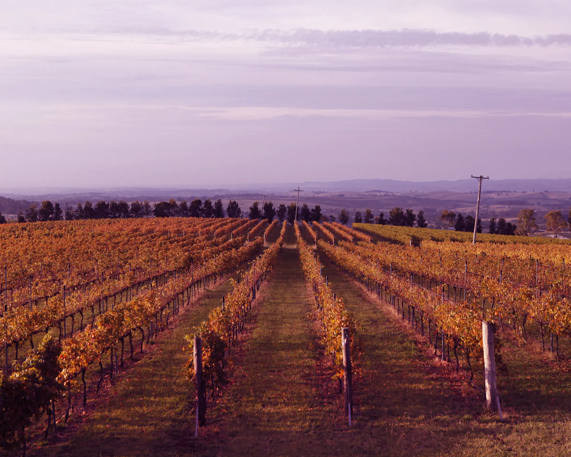 The Best Wineries In Orange NSW In 2026 | URBAN LIST SYDNEY