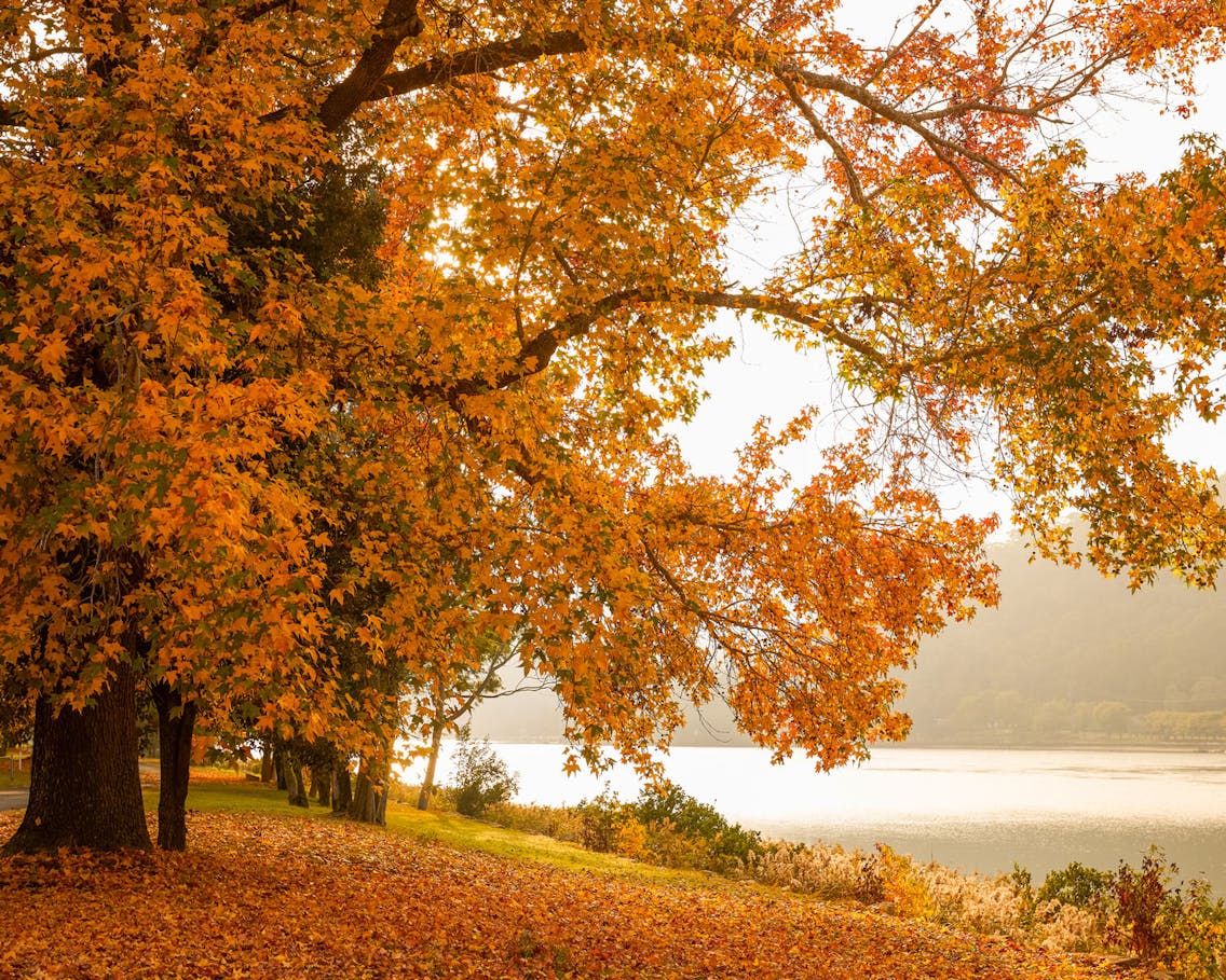 The Best Places To See Autumn Leaves In And Around Sydney This Year ...