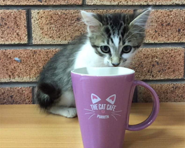 The Cat Cafe, Subiaco | URBAN LIST PERTH