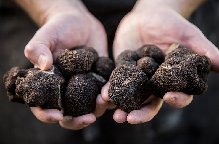 The Best Places To Go Truffle Hunting In NSW | URBAN LIST SYDNEY